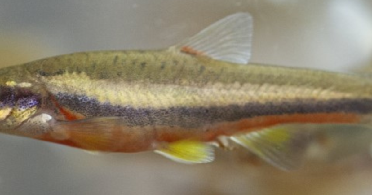 Ridges to Rivers | U.S. Fish & Wildlife Service