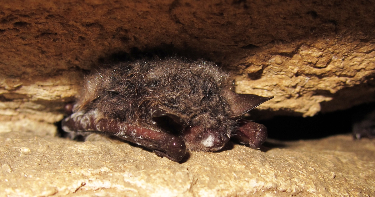 Northern long-eared bat and Tricolored bat Range-wide Determination Key ...