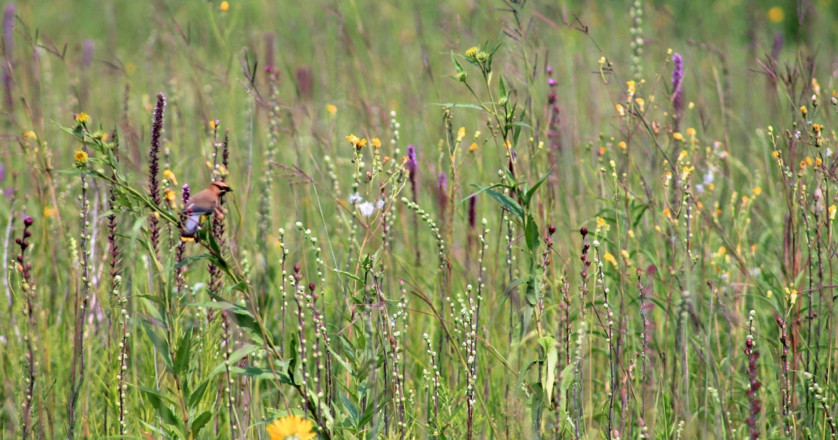 Palouse Prairie Remnant Restoration | U.S. Fish & Wildlife Service