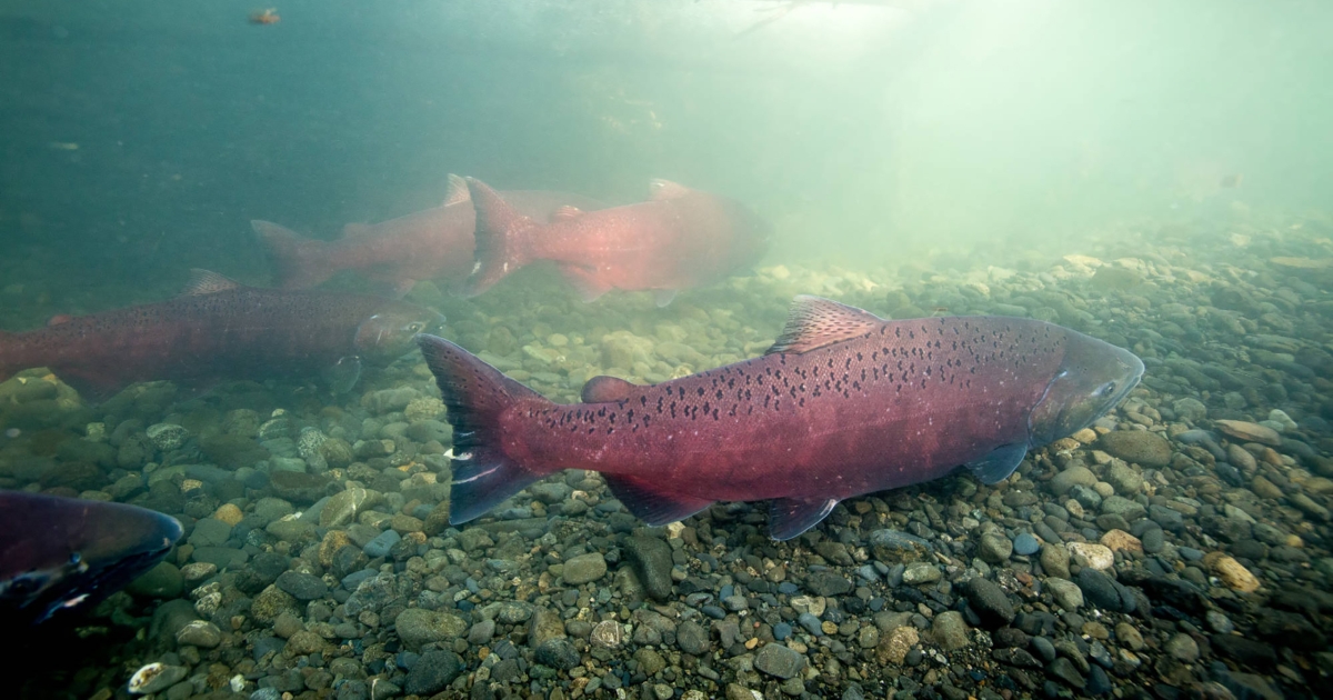Gravel to Gravel for People, Salmon, and the Land | U.S. Fish ...