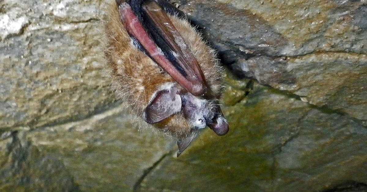 Boosting bat immunity | U.S. Fish & Wildlife Service