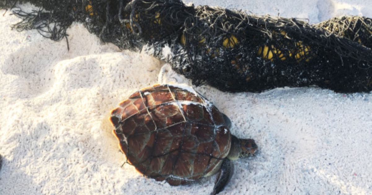 Saving a Haggan Betde on Guam | U.S. Fish & Wildlife Service