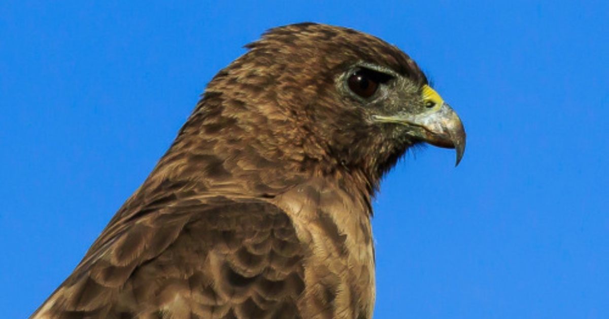 Species Spotlight: Hawaiian Hawk (ʻIo) | U.S. Fish & Wildlife Service