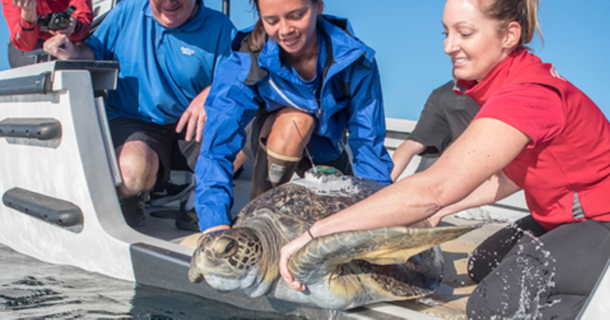 Why Save Sea Turtles? | U.S. Fish & Wildlife Service