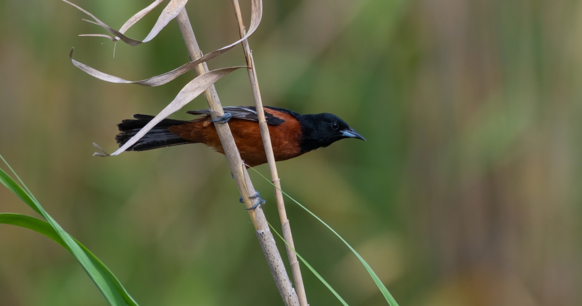Orchard Oriole (Icterus spurius) | U.S. Fish & Wildlife Service