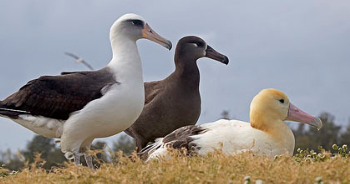 Midway’s Albatross: A New Threat Puts the World’s Largest Colony at ...