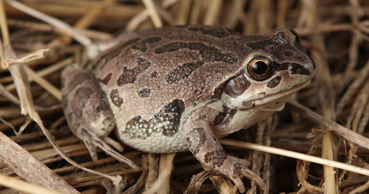 Illinois chorus frog populations found stable, not warranted for ...