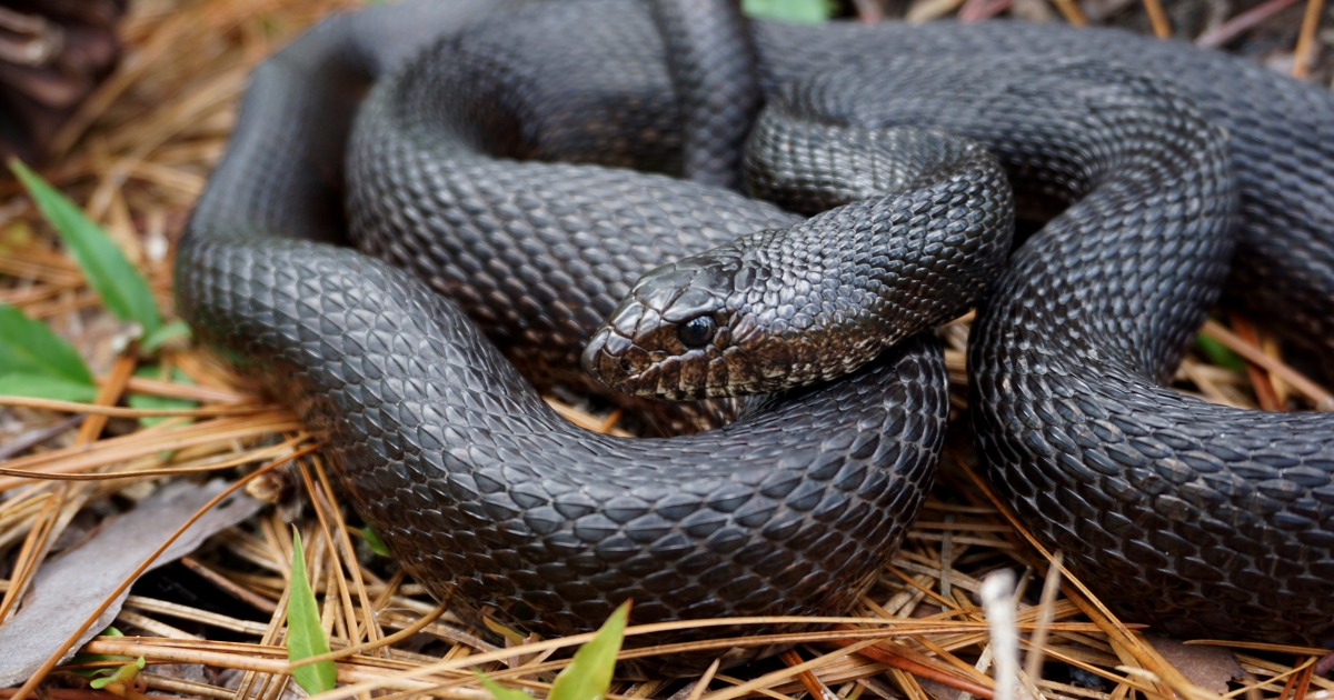 Black Pine Snake (Pituophis melanoleucus lodingi) | U.S. Fish & Wildlife Service