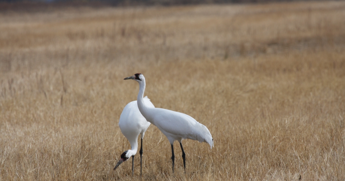 Whooping Cranes: Reflecting on 50 Years of ESA Protection and Habitat ...