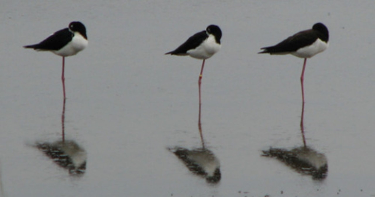 Species Spotlight: Hawaiian Stilt (Aeʻo) | U.S. Fish & Wildlife Service