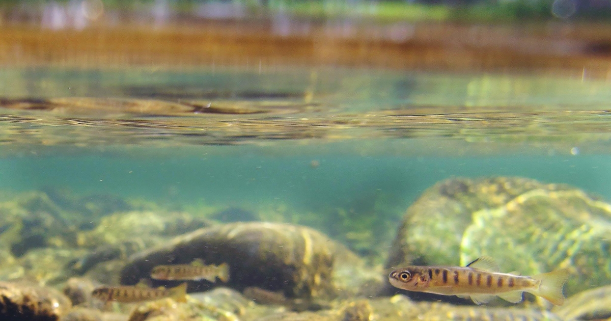 Alaska Receives More Funding for Fish- and Flood-Friendly ...