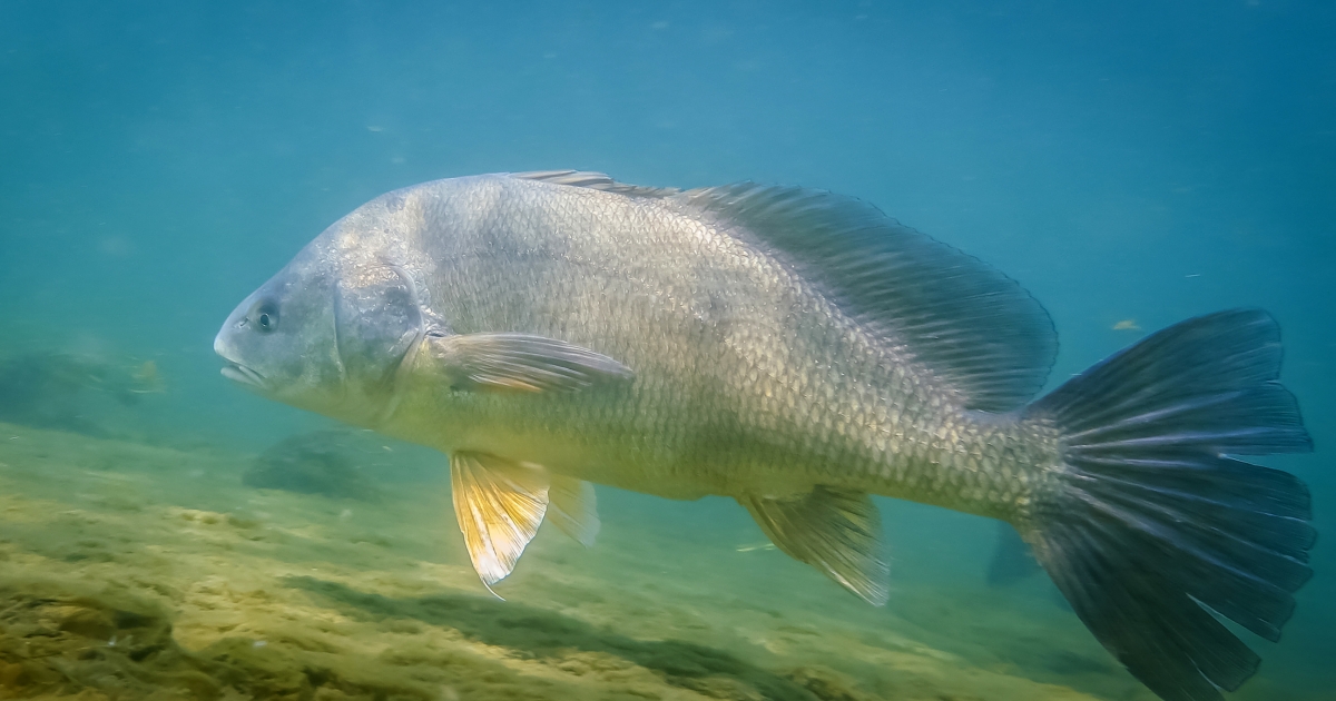 Freshwater Drum: The Great Grunting Gaspergoo | U.S. Fish & Wildlife ...