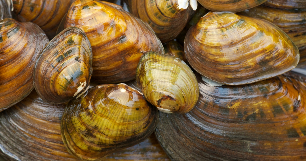 Freshwater mussels and fish: a timeless love affair | U.S. Fish ...