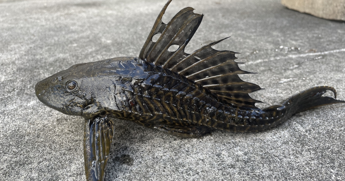 Aquatic Invasive Species Control in Florida - It Takes A Village | U.S ...