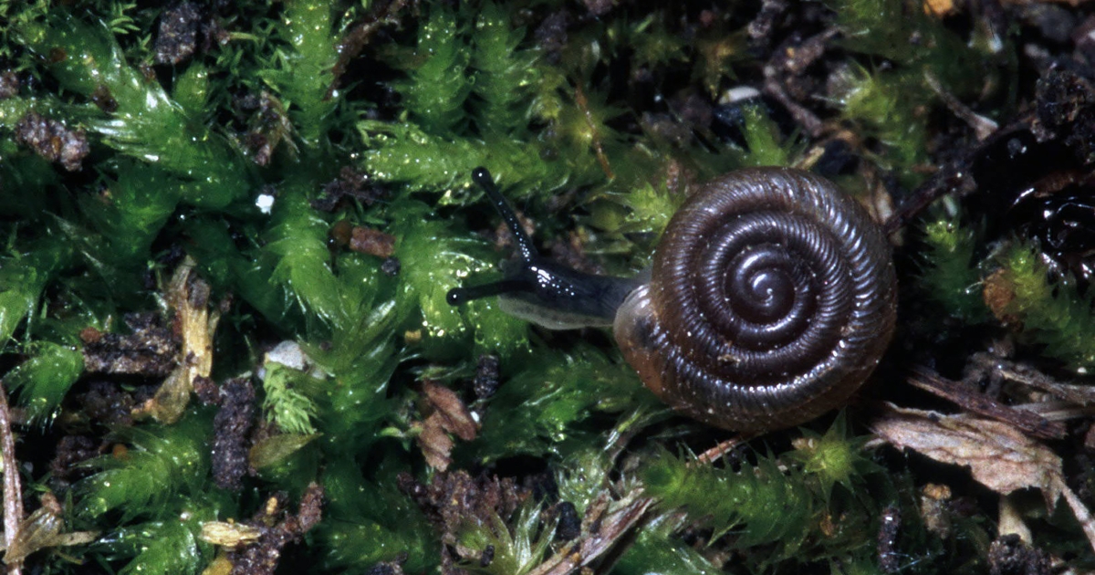 Iowa Pleistocene Snail (Discus macclintocki) | U.S. Fish & Wildlife Service