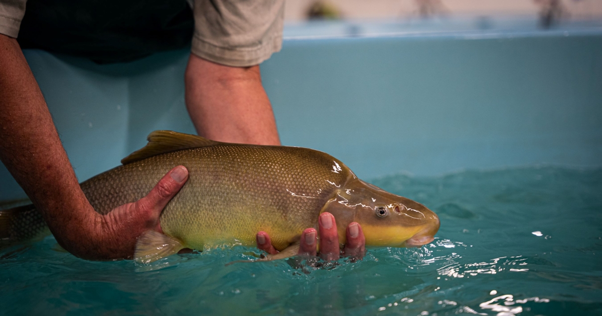 Raising the Razorback Sucker | U.S. Fish & Wildlife Service