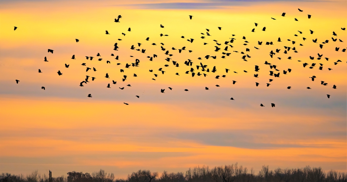 Motus Stations | U.S. Fish & Wildlife Service