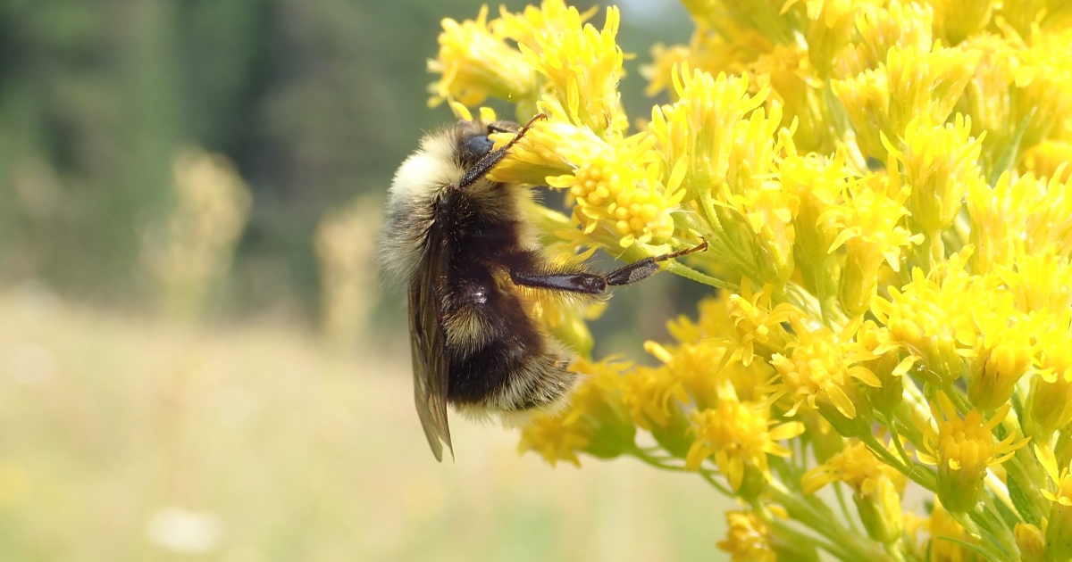 bee kind bumblebee conservation