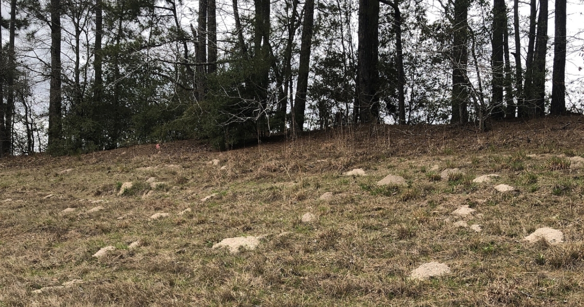 Scratching Beneath the Surface of Texas’ Pocket Gophers | U.S. Fish ...