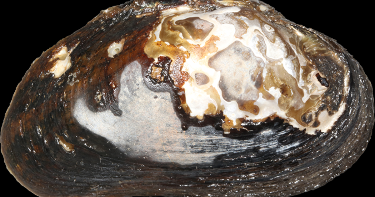 A New Freshwater Mussel Species - Meet Uwharries Elktoe | U.S. Fish ...