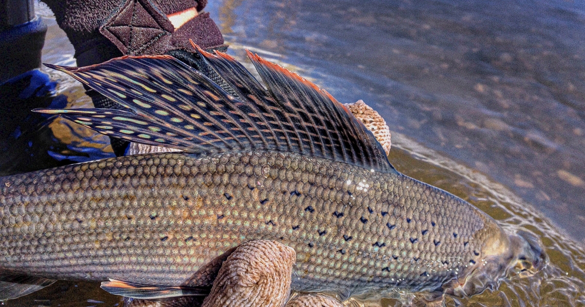 Red Rock Lakes NWR Releases Final EA for Arctic Grayling Overwintering Habitat | U.S. Fish ...
