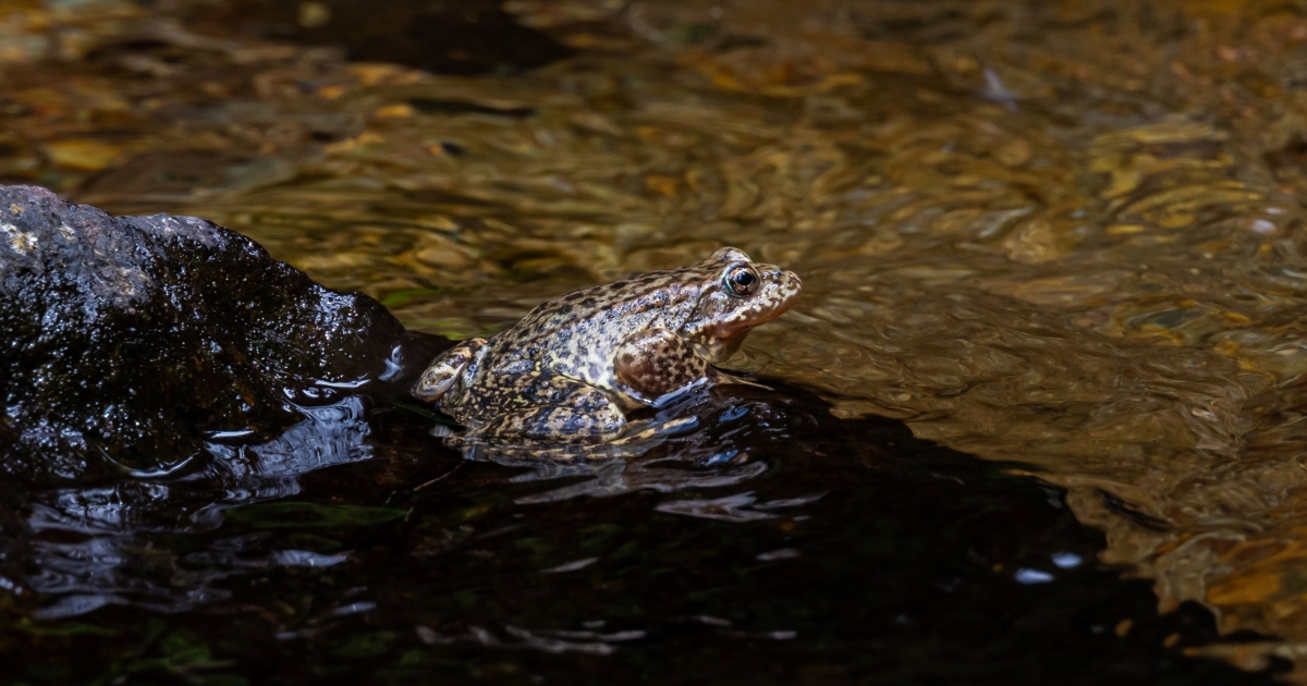 Hopping Back Home | U.S. Fish & Wildlife Service