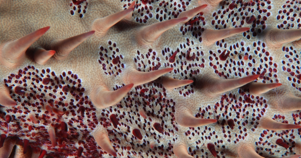 Diving for starfish to protect Palmyra's coral reef | U.S. Fish ...