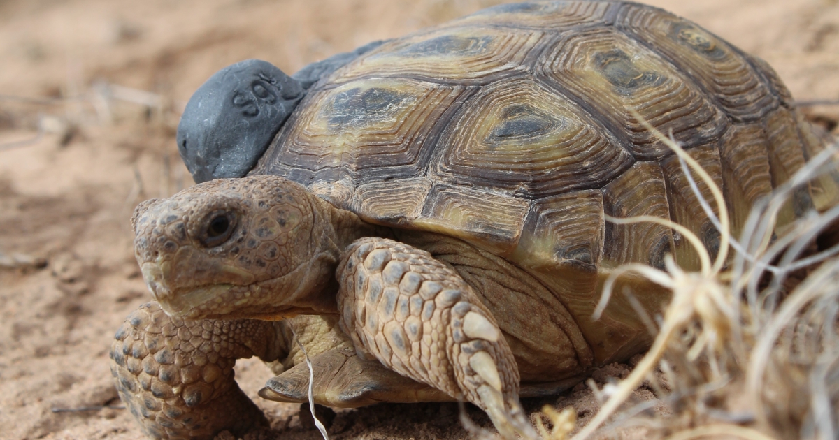Bolson Tortoise (Gopherus flavomarginatus) | U.S. Fish & Wildlife Service