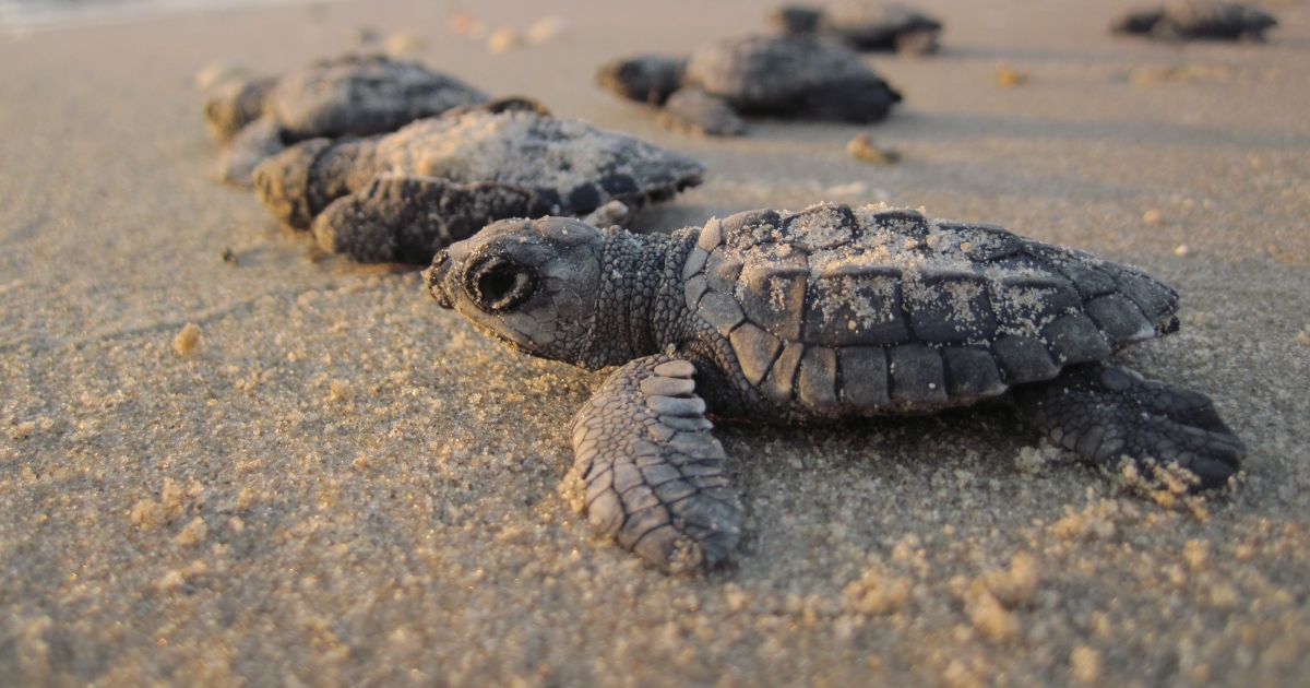 Marine Turtle Conservation Fund | U.S. Fish & Wildlife Service