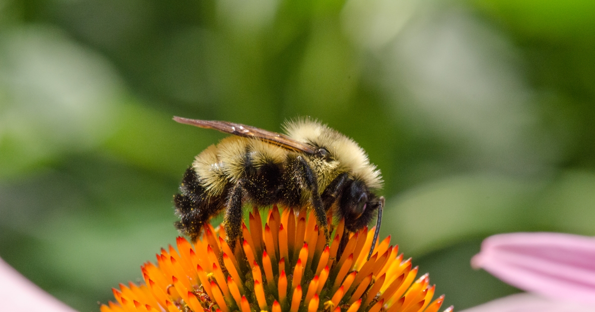 Cuckoo Bumble Bees: Important Species for Diverse Ecosystems ...