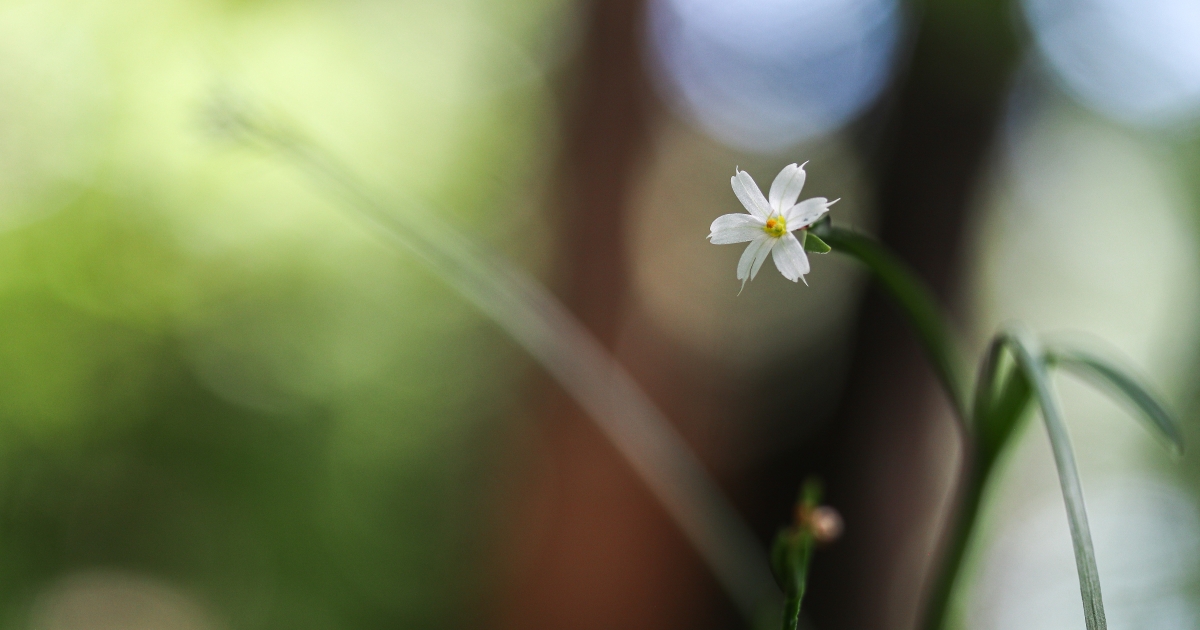 Snapshot: Teaming Up In Search of Endangered White Irisette | U.S. Fish ...