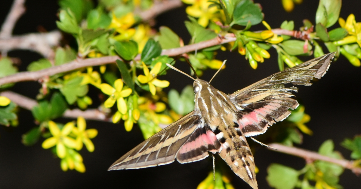 white flying sphinx moth