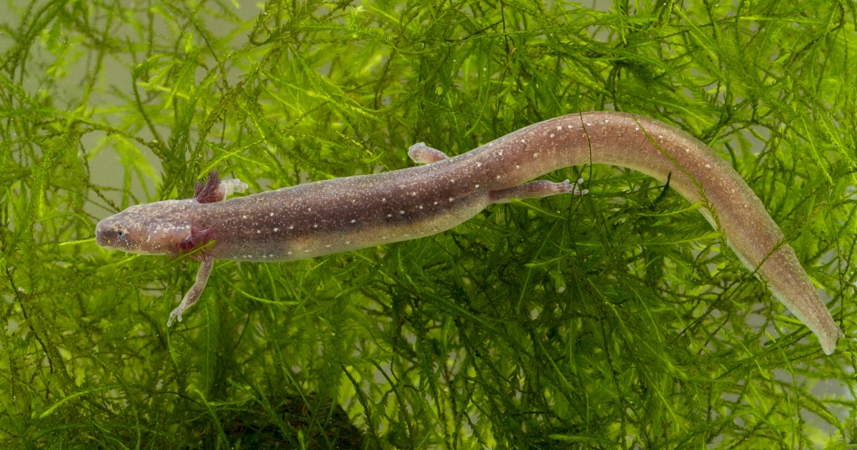 spring salamander range