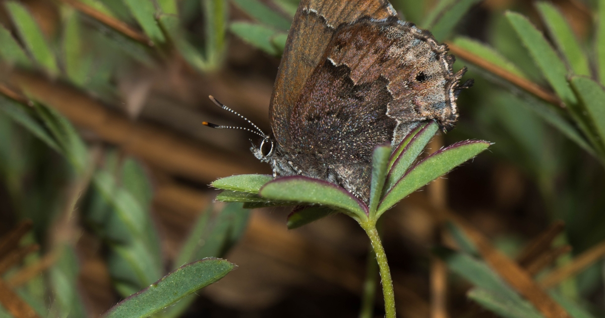 Growing habitat for the frosted elfin butterfly | U.S. Fish & Wildlife ...