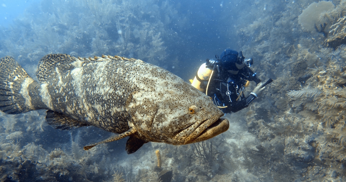 David and the Gentle Giant Fish: Goliath Grouper | U.S. Fish & Wildlife ...