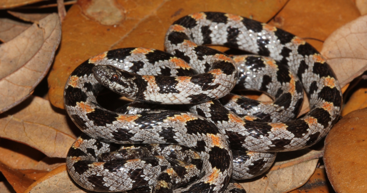 Short-tailed snake | U.S. Fish & Wildlife Service