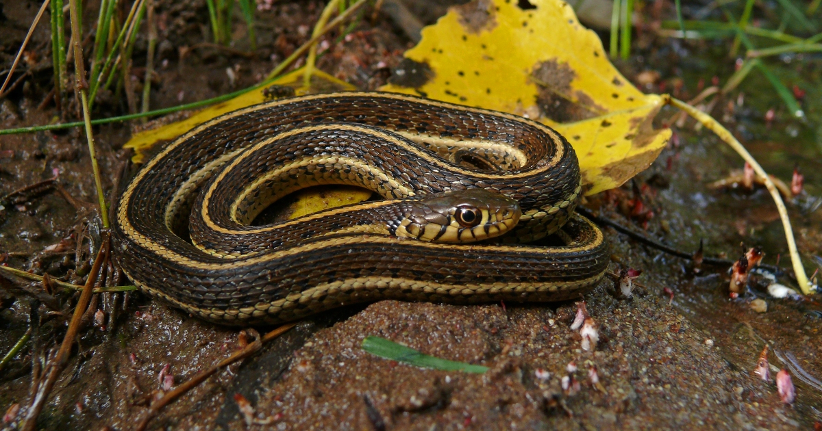 thamnophis eques