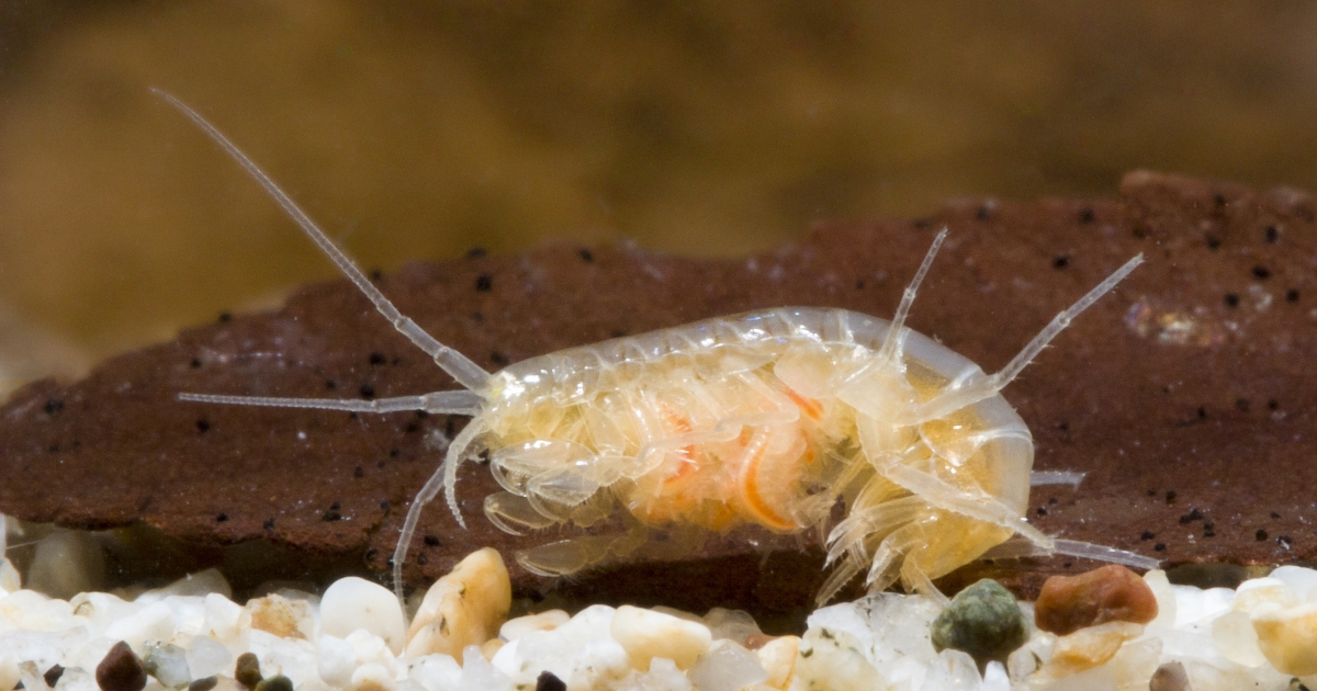 stygobromus canadensis