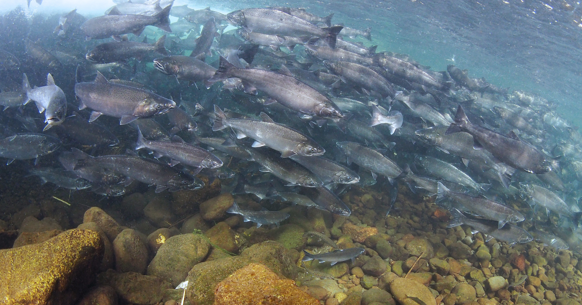 New Challenges | U.S. Fish & Wildlife Service