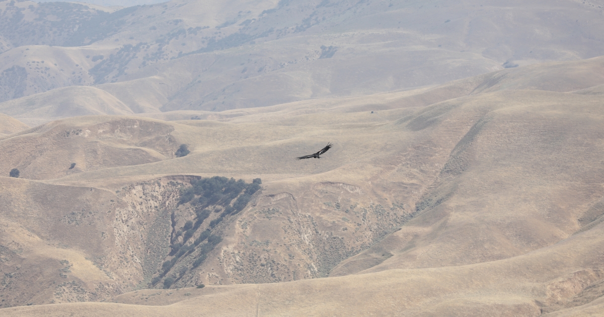 Condor Shooting Under Investigation in California | U.S. Fish ...