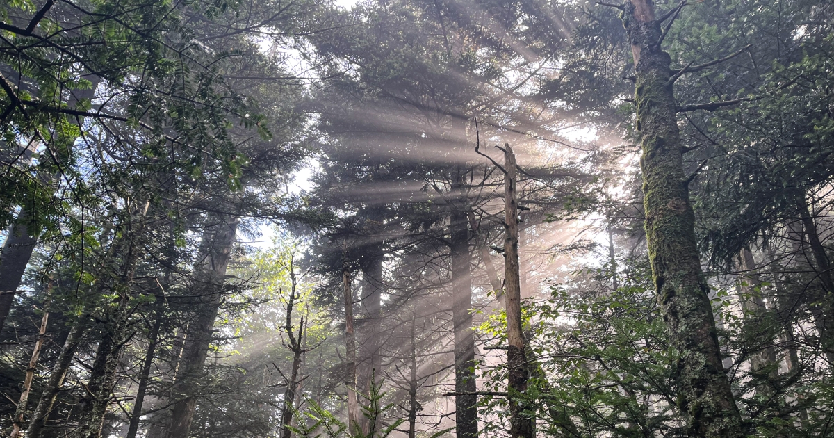 Snapshot: 48 hours in search of one of the world’s rarest spiders | U.S ...