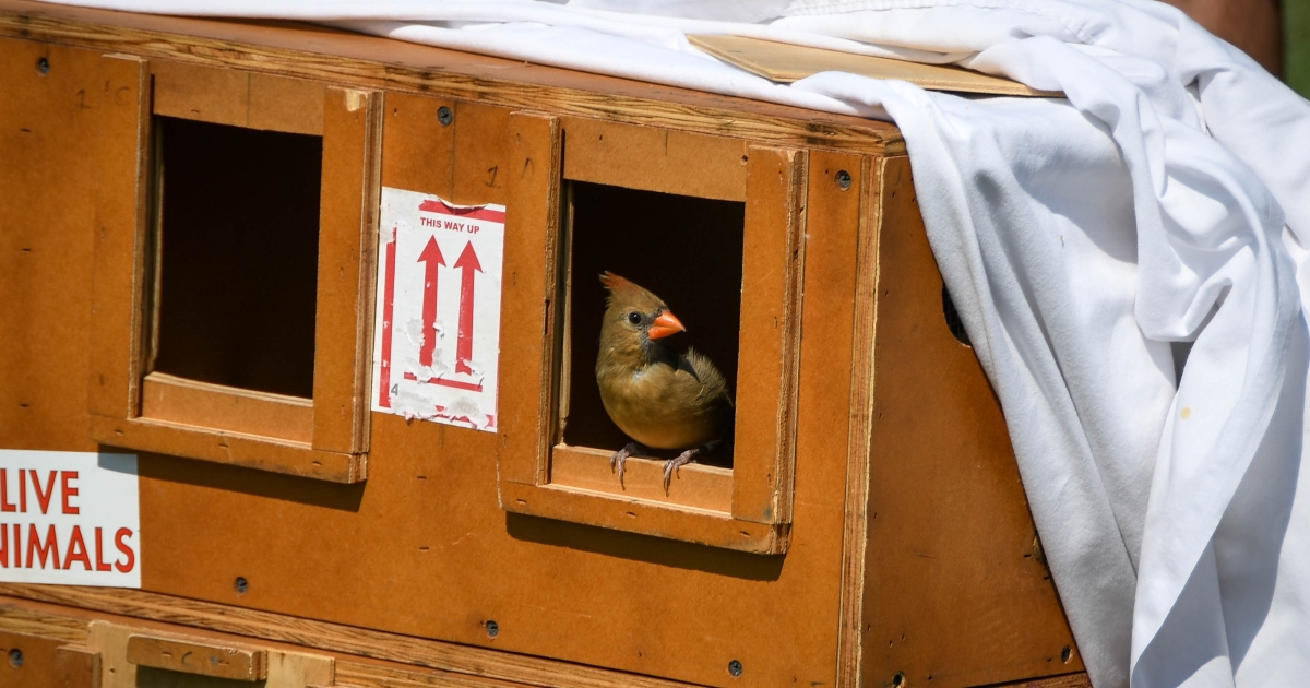 Six Indicted in Texas for Trafficking Songbirds | U.S. Fish & Wildlife ...