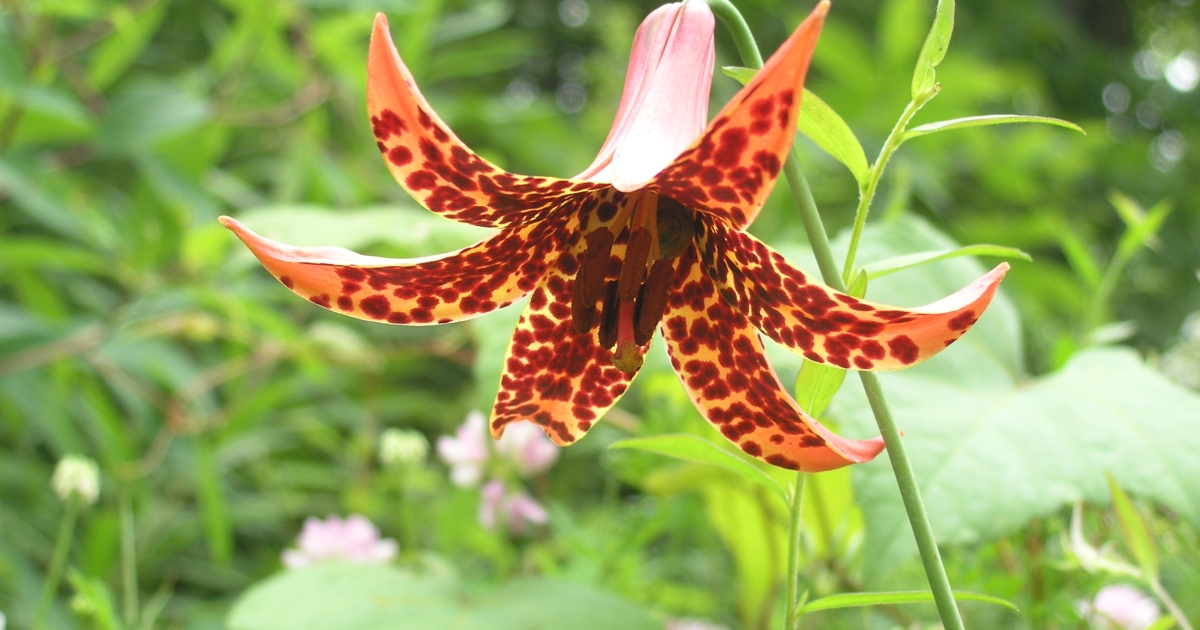Canada Lily (Lilium canadense) | U.S. Fish & Wildlife Service