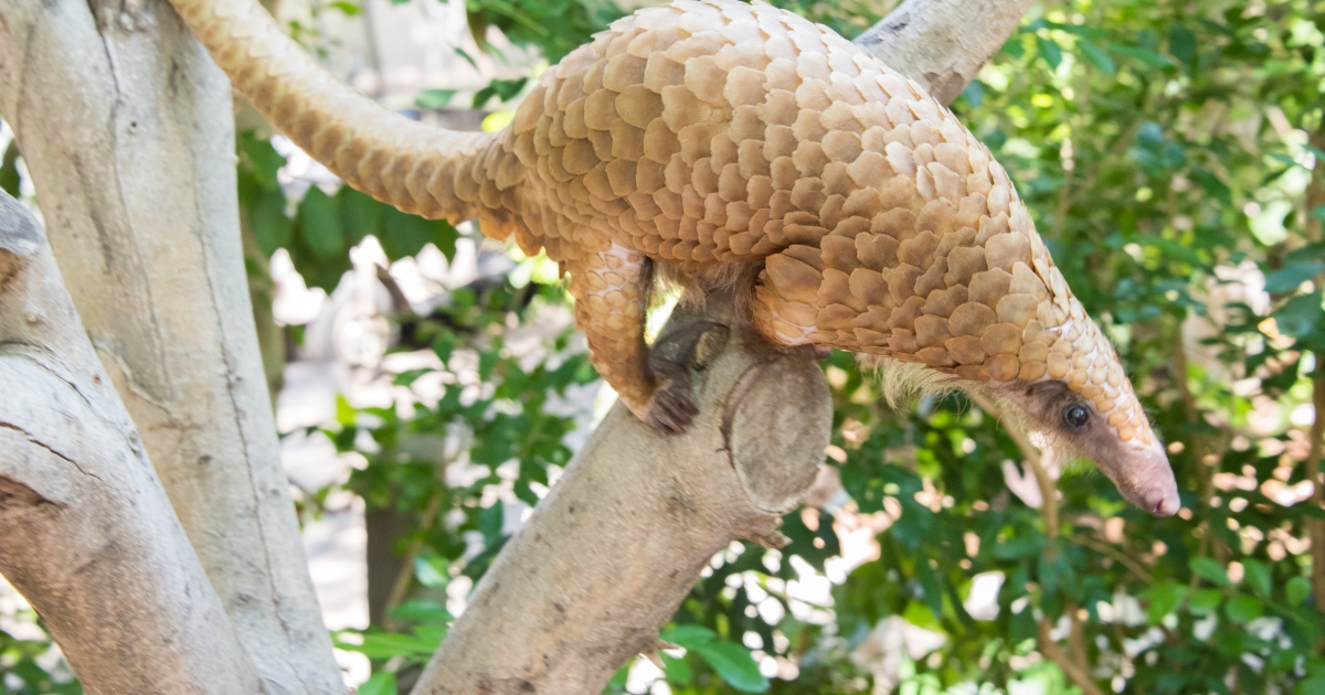tree pangolin