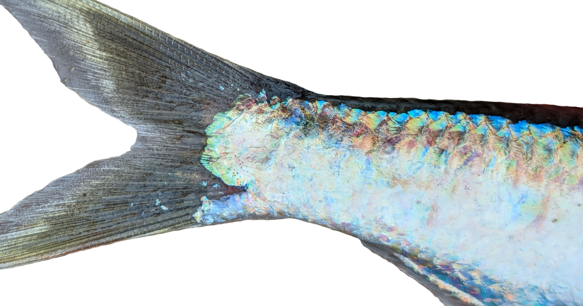 pacific herring fish