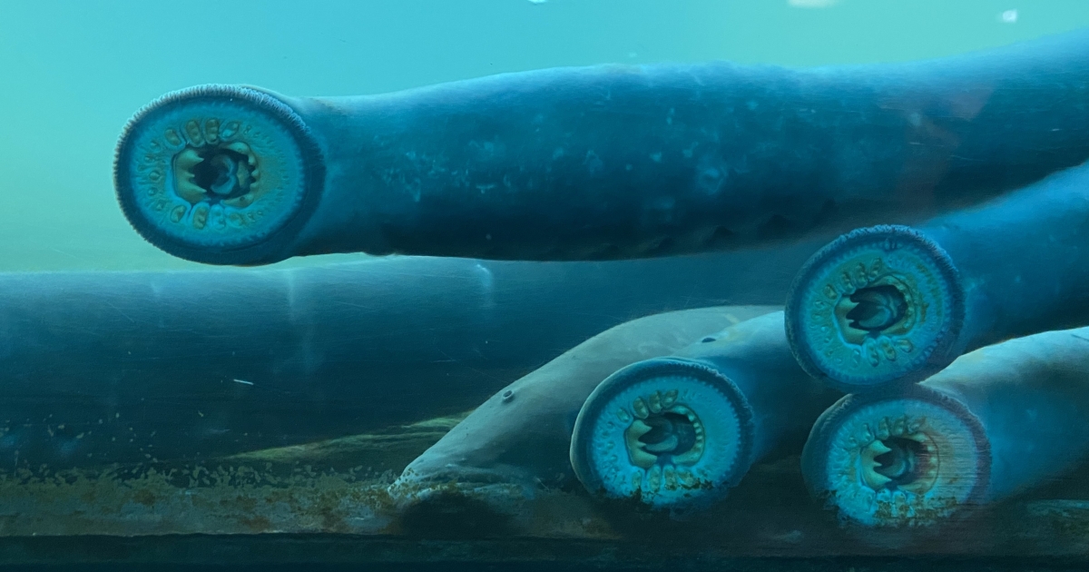 Demystifying the Pacific Lamprey | U.S. Fish & Wildlife Service