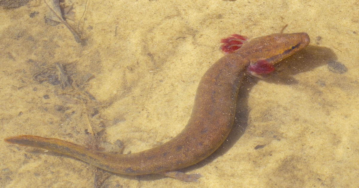 Black Warrior Waterdog | U.S. Fish & Wildlife Service