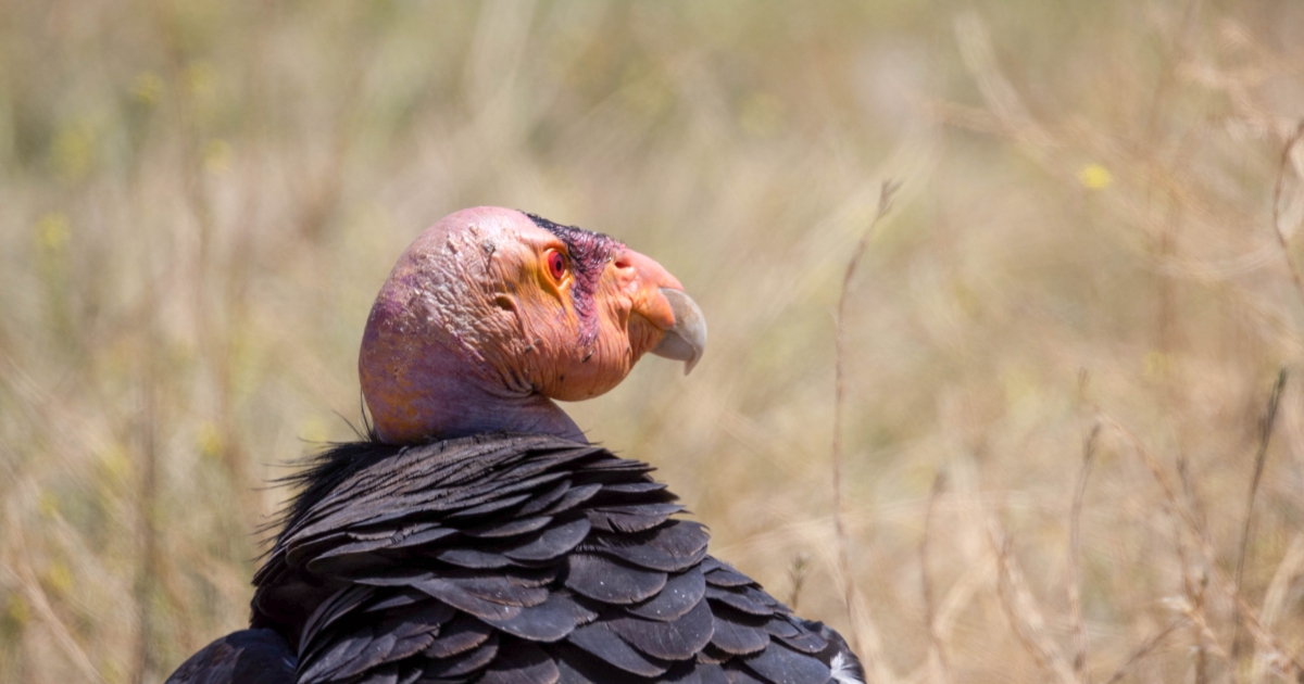 Vaccinated California condors released as Condor Recovery Program ...