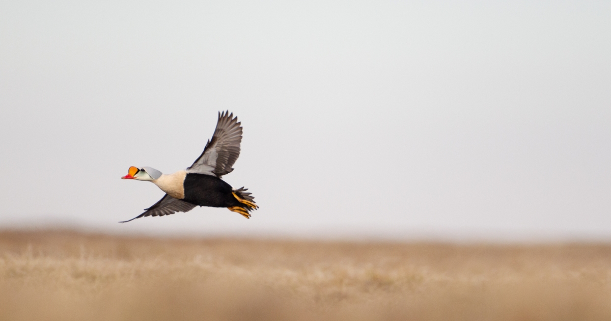 Diving into the Mysterious World of Sea Ducks | U.S. Fish & Wildlife ...