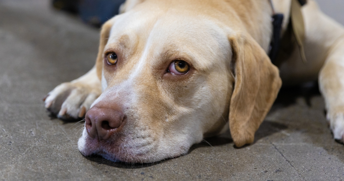 Second-chance dog gives other species a second chance | U.S. Fish ...